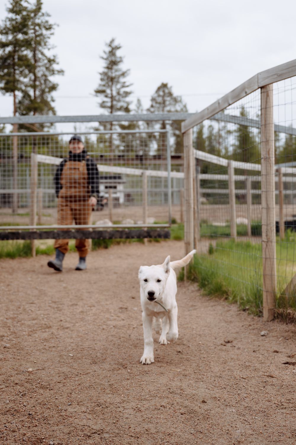 Why the Dog Walker is One of the Best Tools in Our Kennel | Bearhill Husky